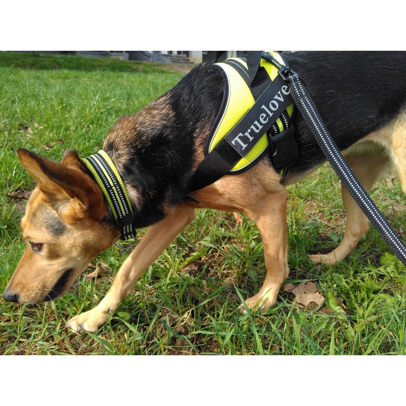 Truelove Flex comfort dog collar