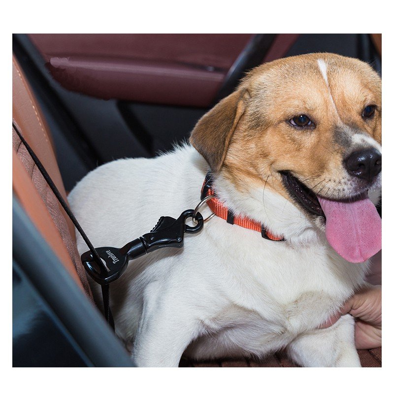 System for attaching your dog's harness to the vehicles safety belt.